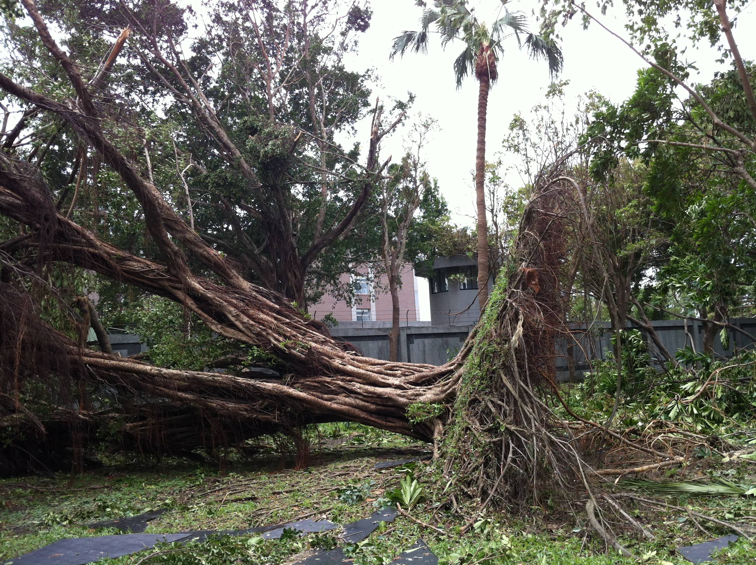 Safety criterion for tree root retention force｜TIE